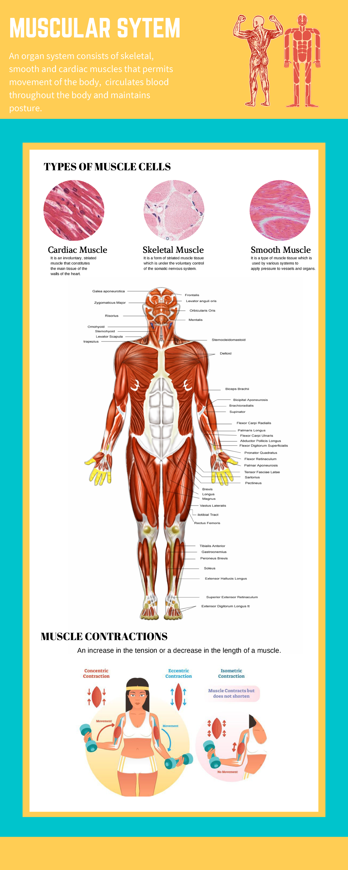 Muscular System - MUSCULAR SYTEM An organ system consists of skeletal ...