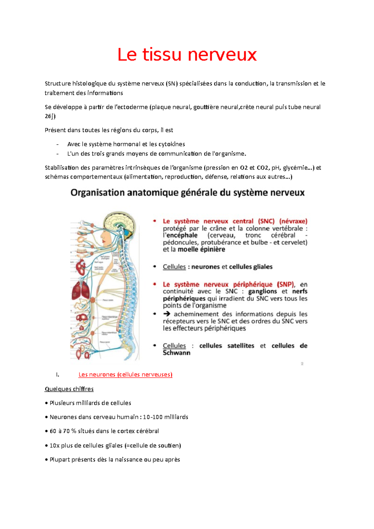 CM3 Le tissu nerveux - Cours de première année de licence Sciences de ...