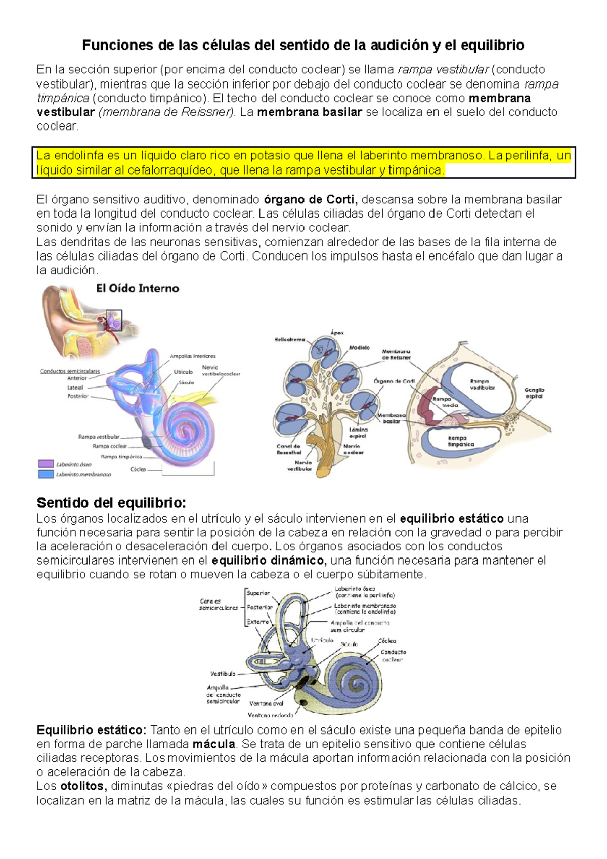 Funciones de las células del sentido de la audición y el equilibrio ...
