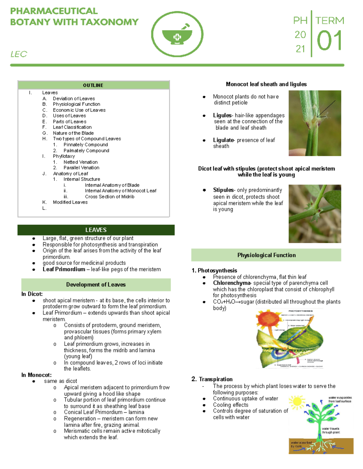 611 LEC LAB Leaves - OUTLINE I. Leaves A. Deviation of Leaves B ...
