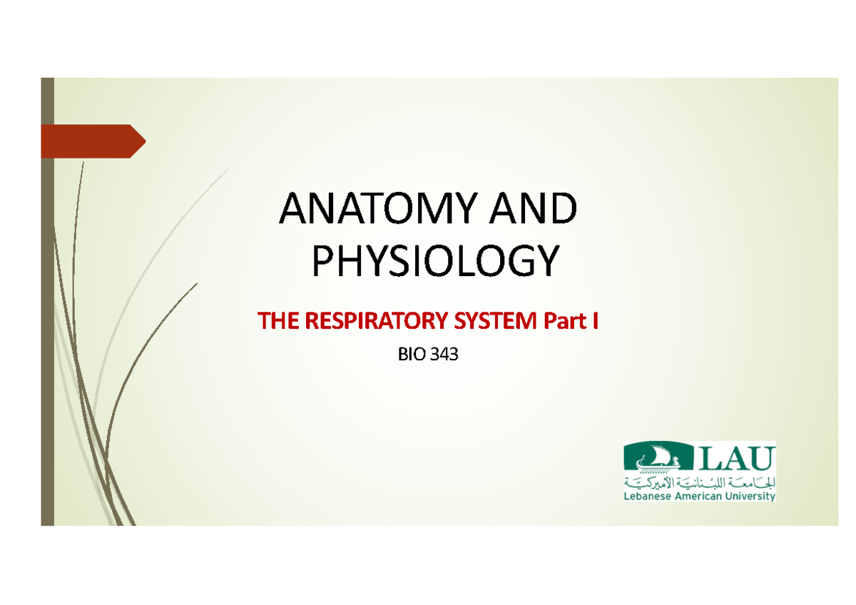 Chapter 11-Part 1 - DDD - ANATOMY AND PHYSIOLOGY THE RESPIRATORY SYSTEM ...