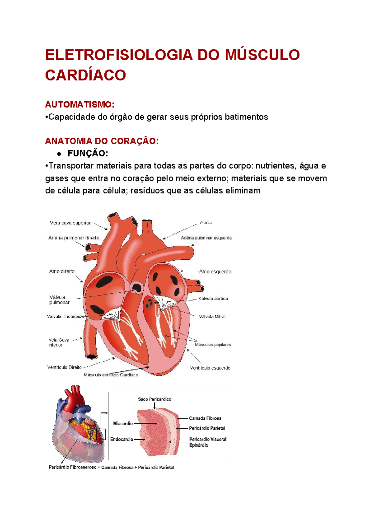 Eletrofisiologia DO Músculo Cardíaco - ELETROFISIOLOGIA DO MÚSCULO ...