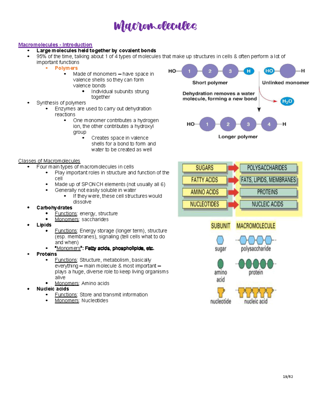 Macromolecules Notes - Macromolecules Macromolecules - Introduction ...
