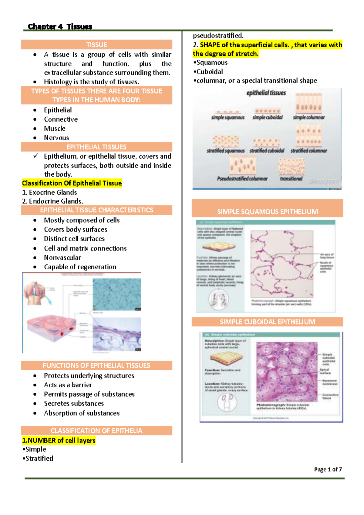CHAP 4 Tissue - PAGREVIEWHAN NIYO - Chapter 4 Tissues TISSUE A tissue ...