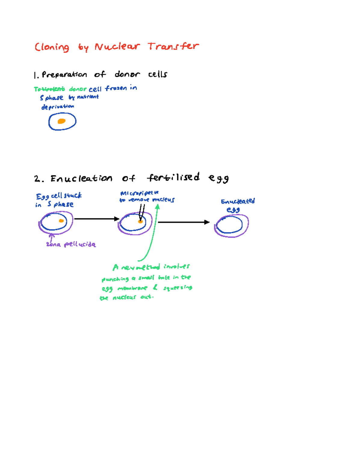 Cloning by Nuclear Transfer - Cloning by Nuclear transfer Preparation ...