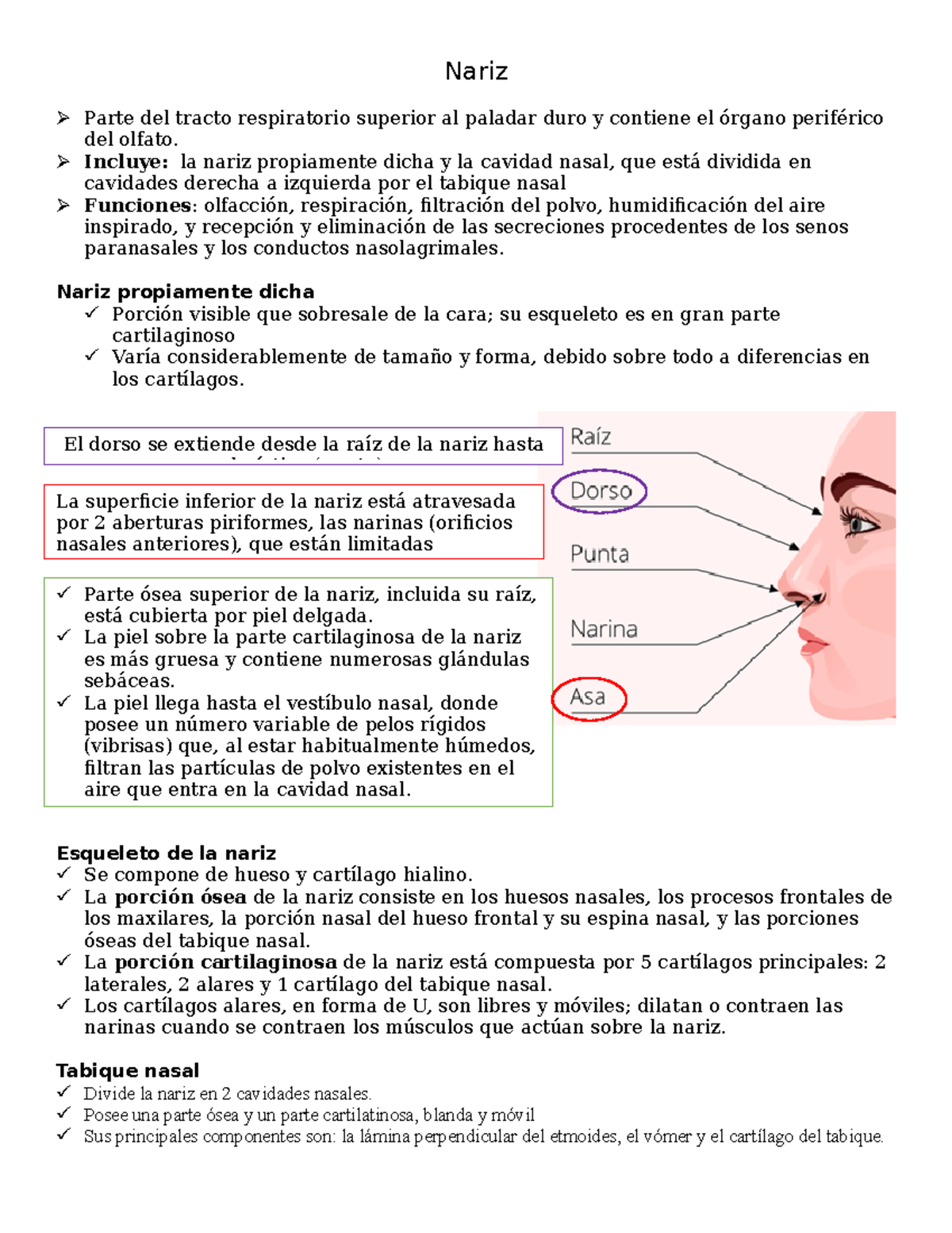 Nariz - Resumen Anatomía con orientación clínica - Nariz Parte del ...