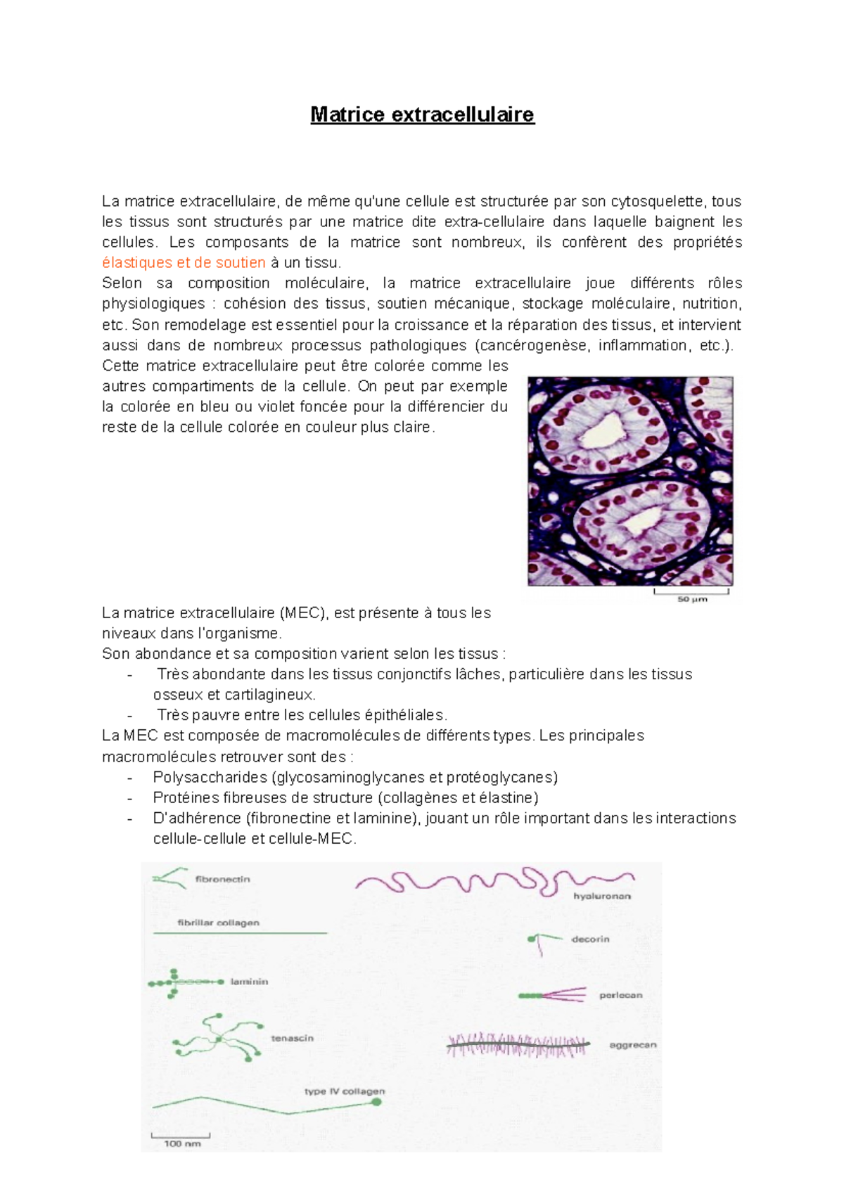 Matrice extra cellulaire - Matrice extracellulaire La matrice ...