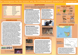 Eastern Barred Bandicoot Poster-science - GEOGRAPHIC RANGE Domain ...