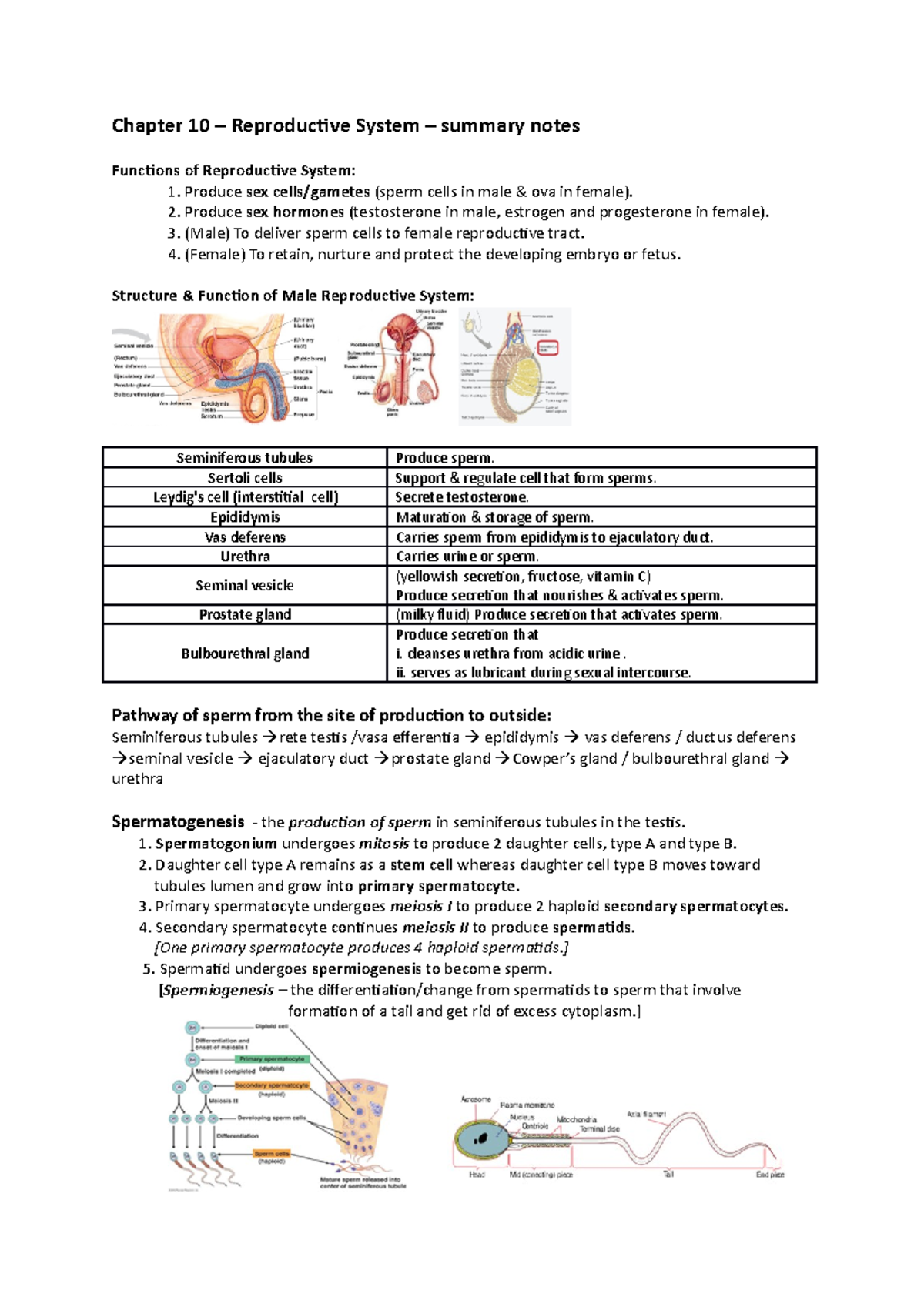 Chapter 10 - Reproductive System - summary notes - Chapter 10 ...