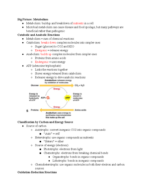 Microbiology Lab Final Study Guide - BIO 245 - Studocu