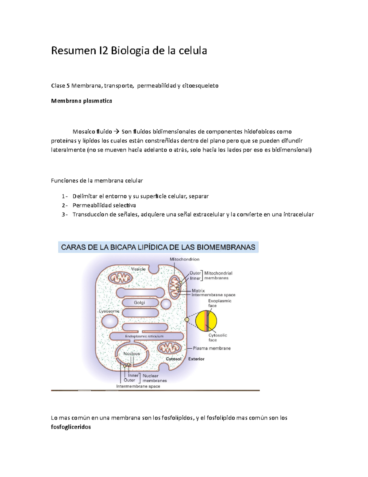 Resumen I2 biocel - Resumen I2 Biologia de la celula Clase 5 Membrana, transporte, permeabilidad ...