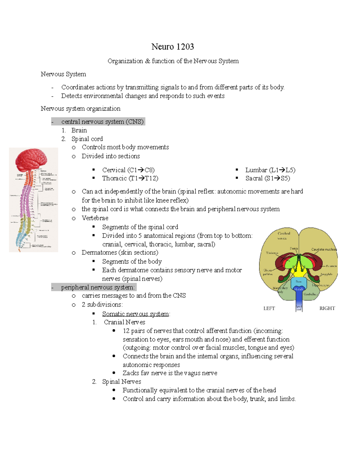 Neuro 1203 review 1 - bruh - Neuro 1203 Organization & function of the ...