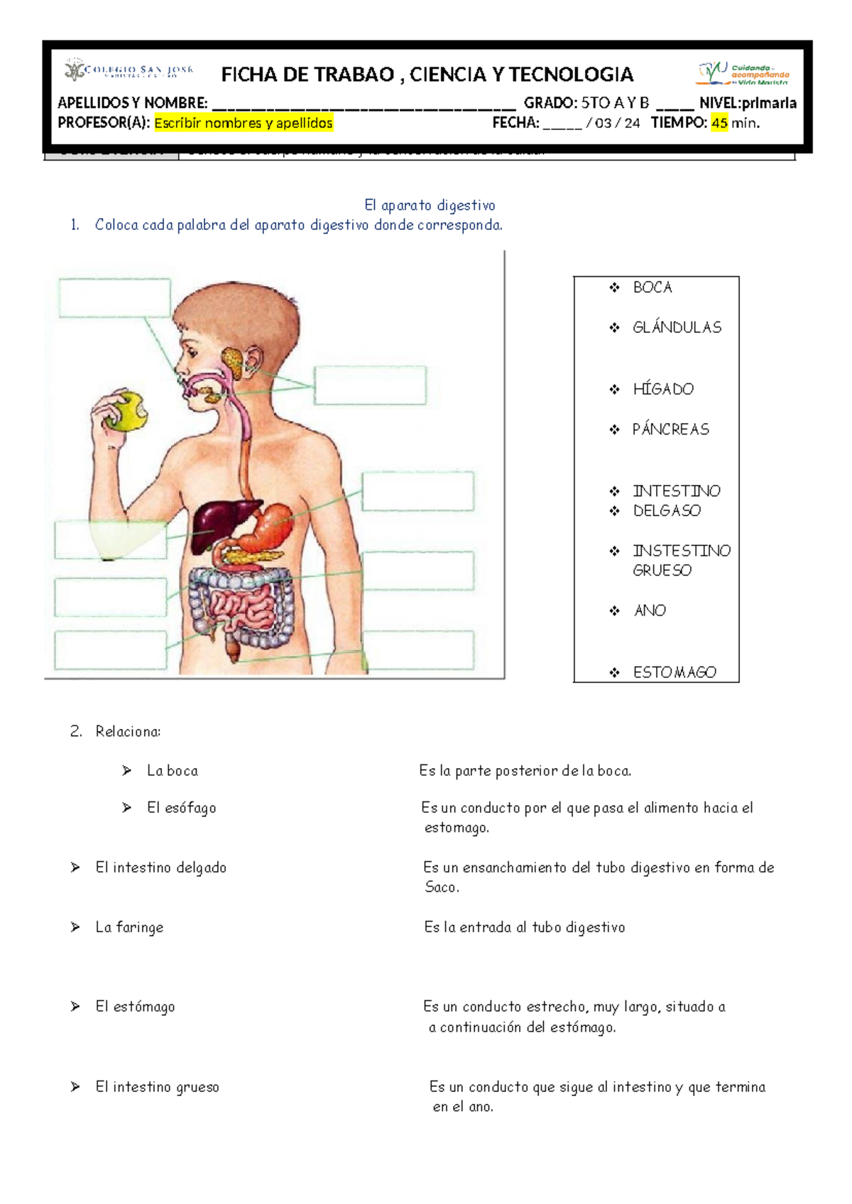 Ficha de trabajo la digestion 1 - COMPETENCIA Conoce el cuerpo humano y ...