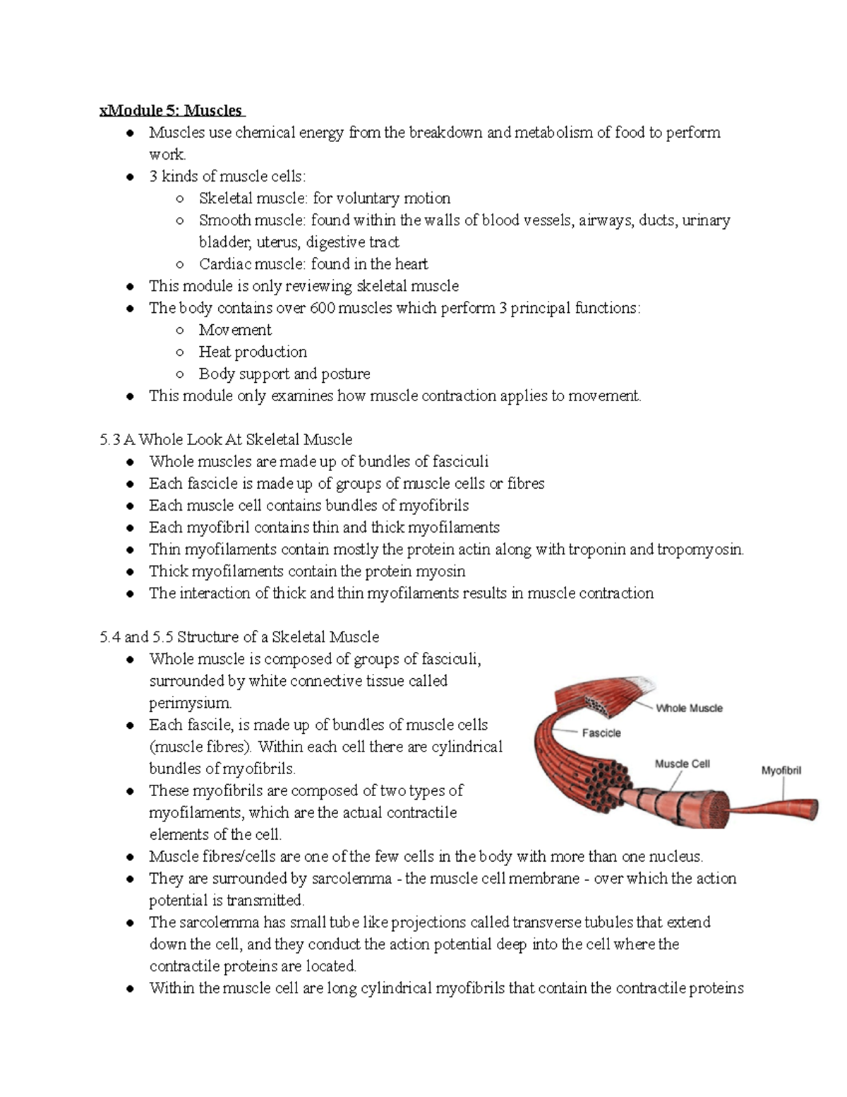 Module 5-6 - xModule 5: Muscles Muscles use chemical energy from the ...