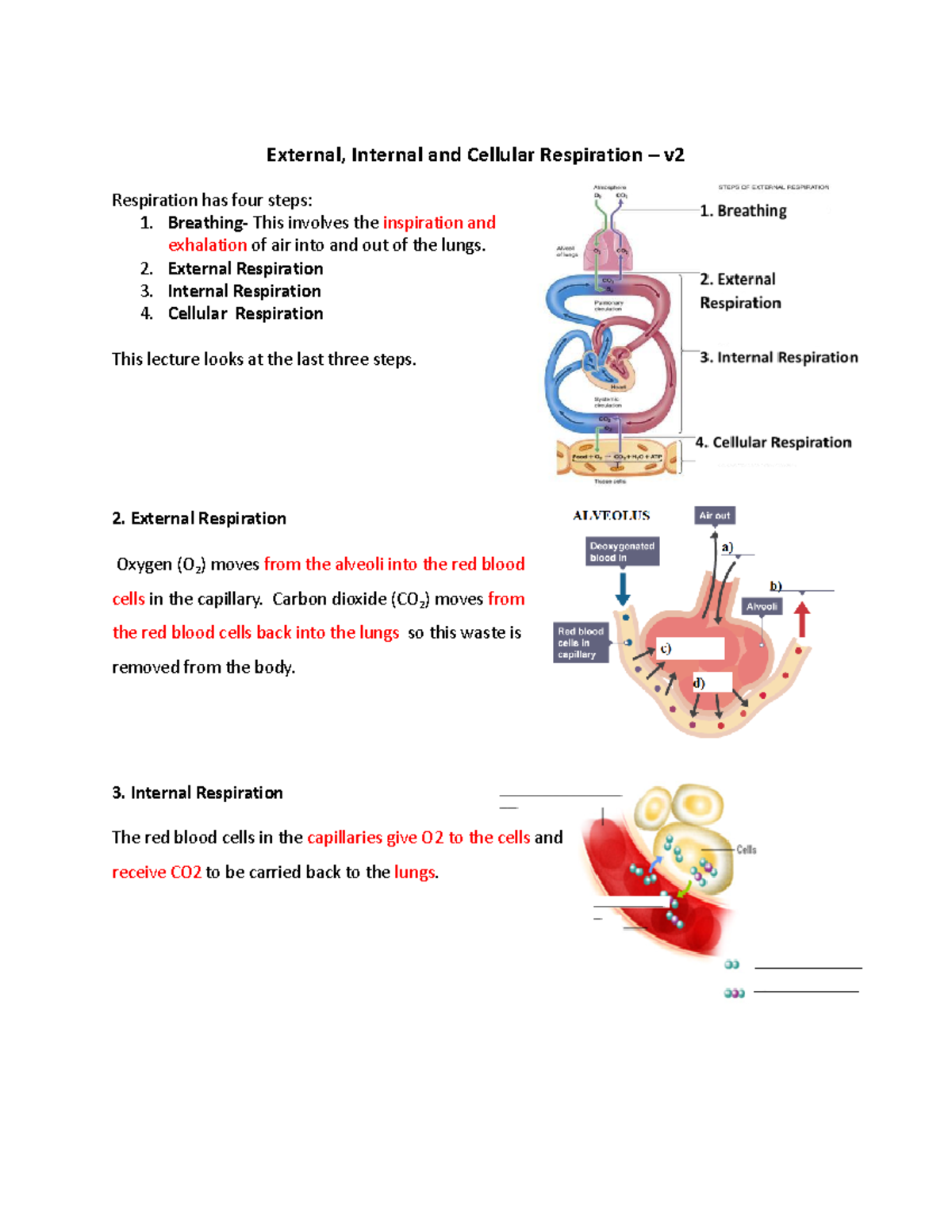 external internal cellular respiration worksheet - External, Internal ...