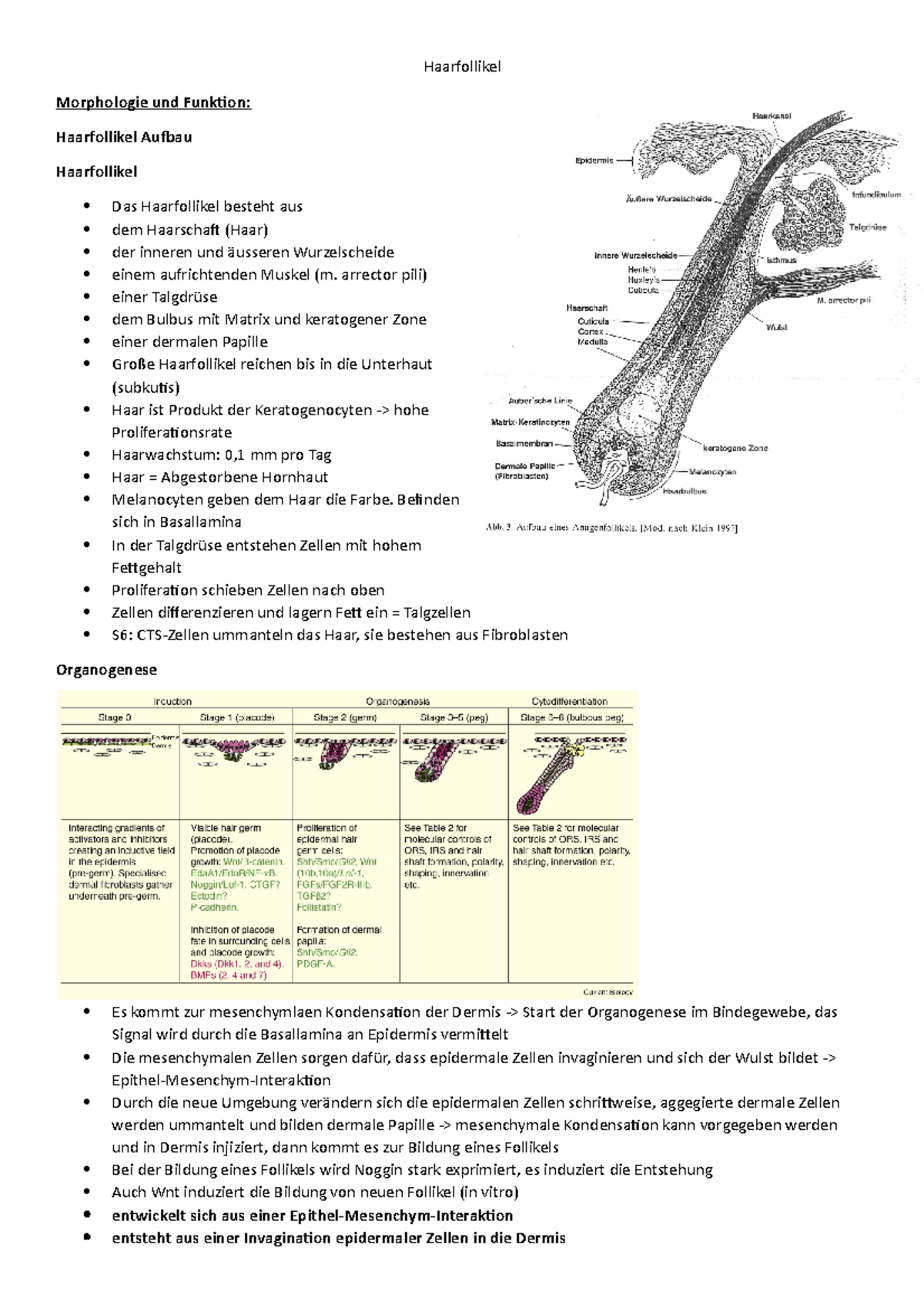 Haarfollikel - WS17/18 - Haarfollikel Morphologie und Funktion ...