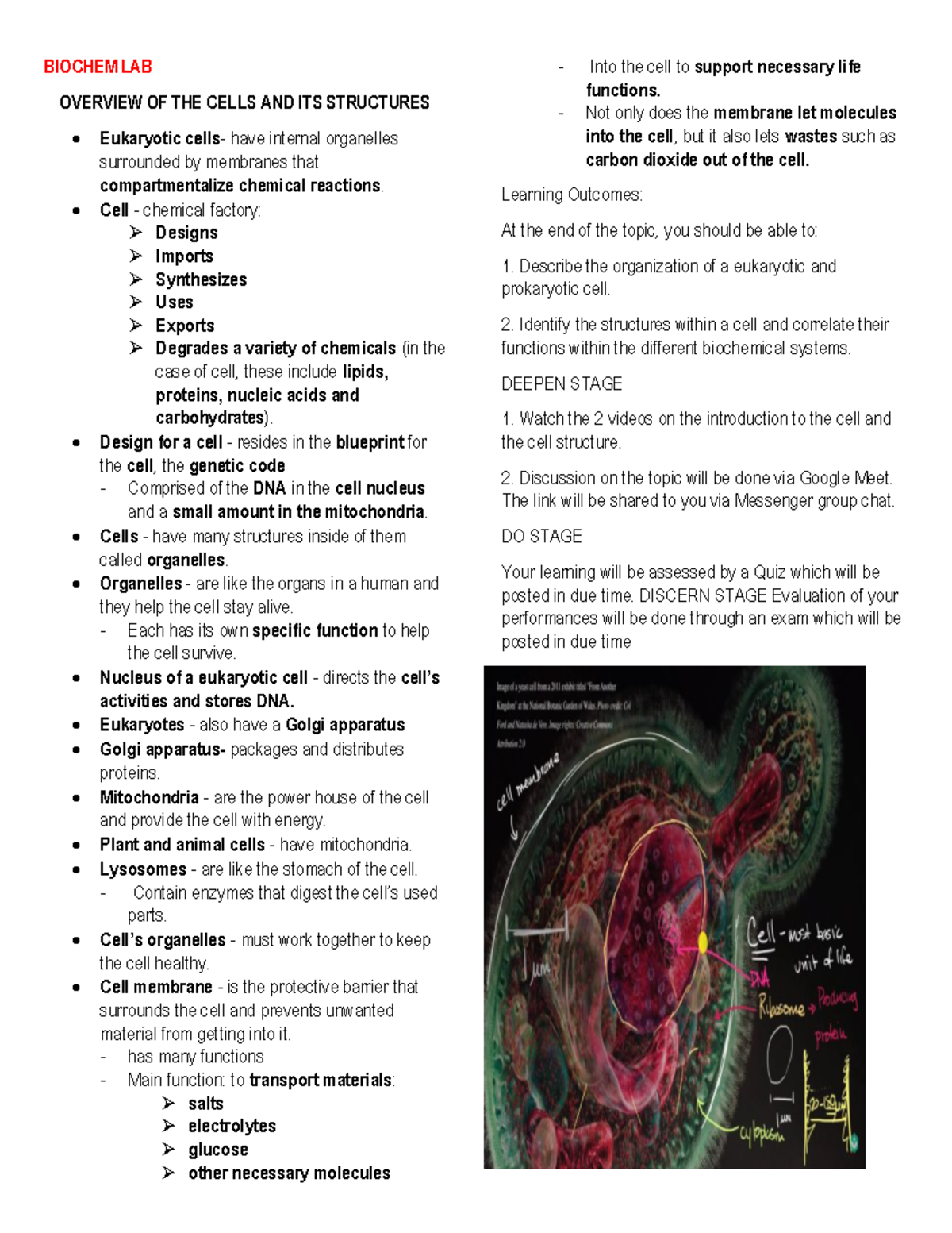Overview OF CELL Structure ( Biochem LAB Notes) - BIOCHEM LAB OVERVIEW ...