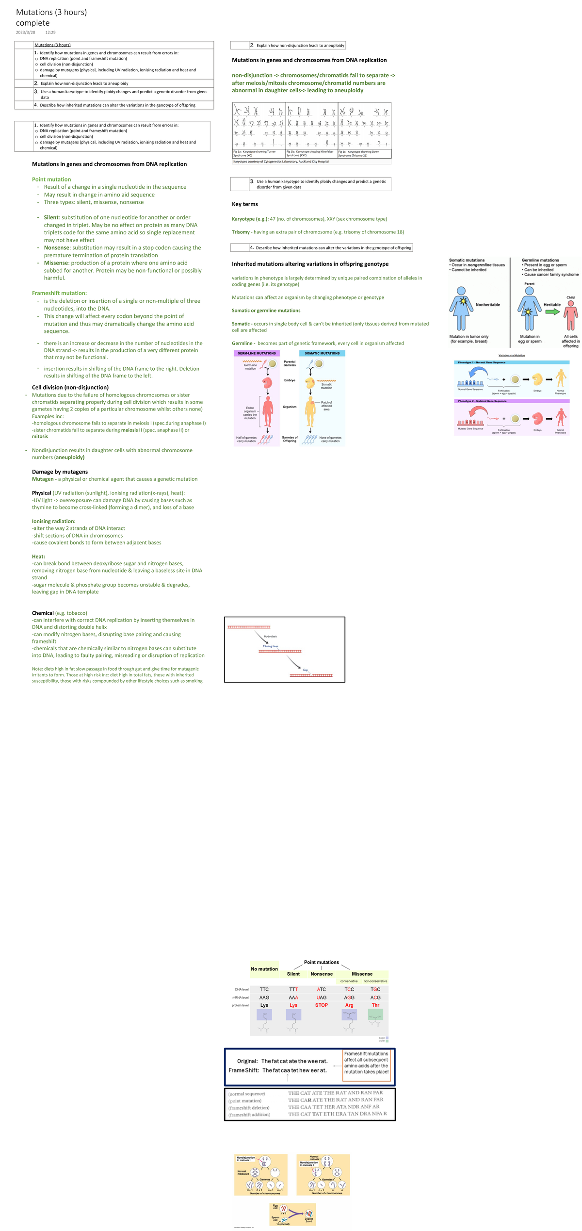 Mutations (3 hours) complete - Mutations (3 hours) 1. Identify how ...
