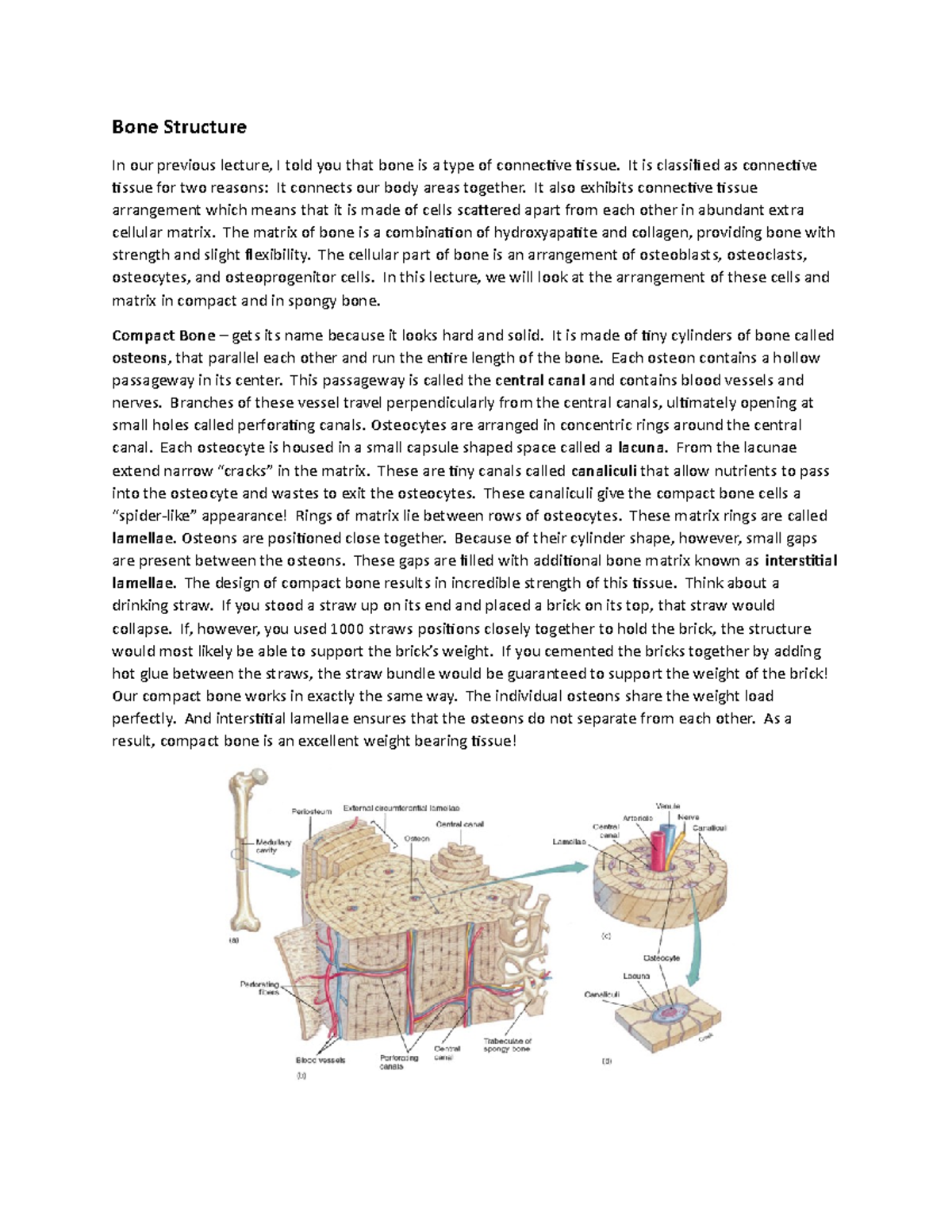 Bone Structure Lecture Notes Bone Structure In Our Previous Lecture 7973