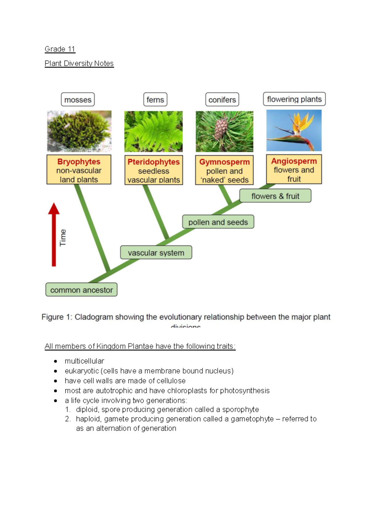 Grade 11 Plant Diversity notes - Grade 11 Plant Diversity Notes All ...