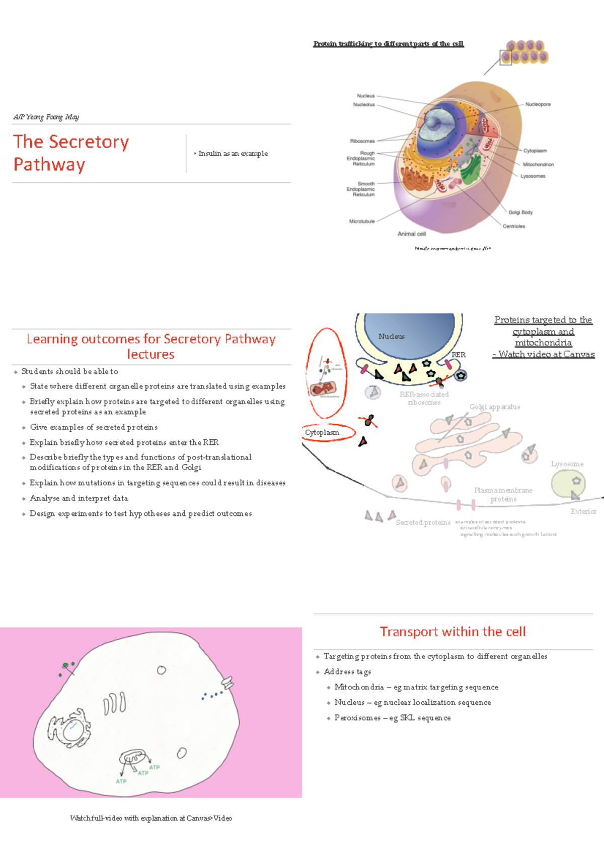 1 Secretion and Insulin - A/P Yeong Foong May The Secretory Pathway ...
