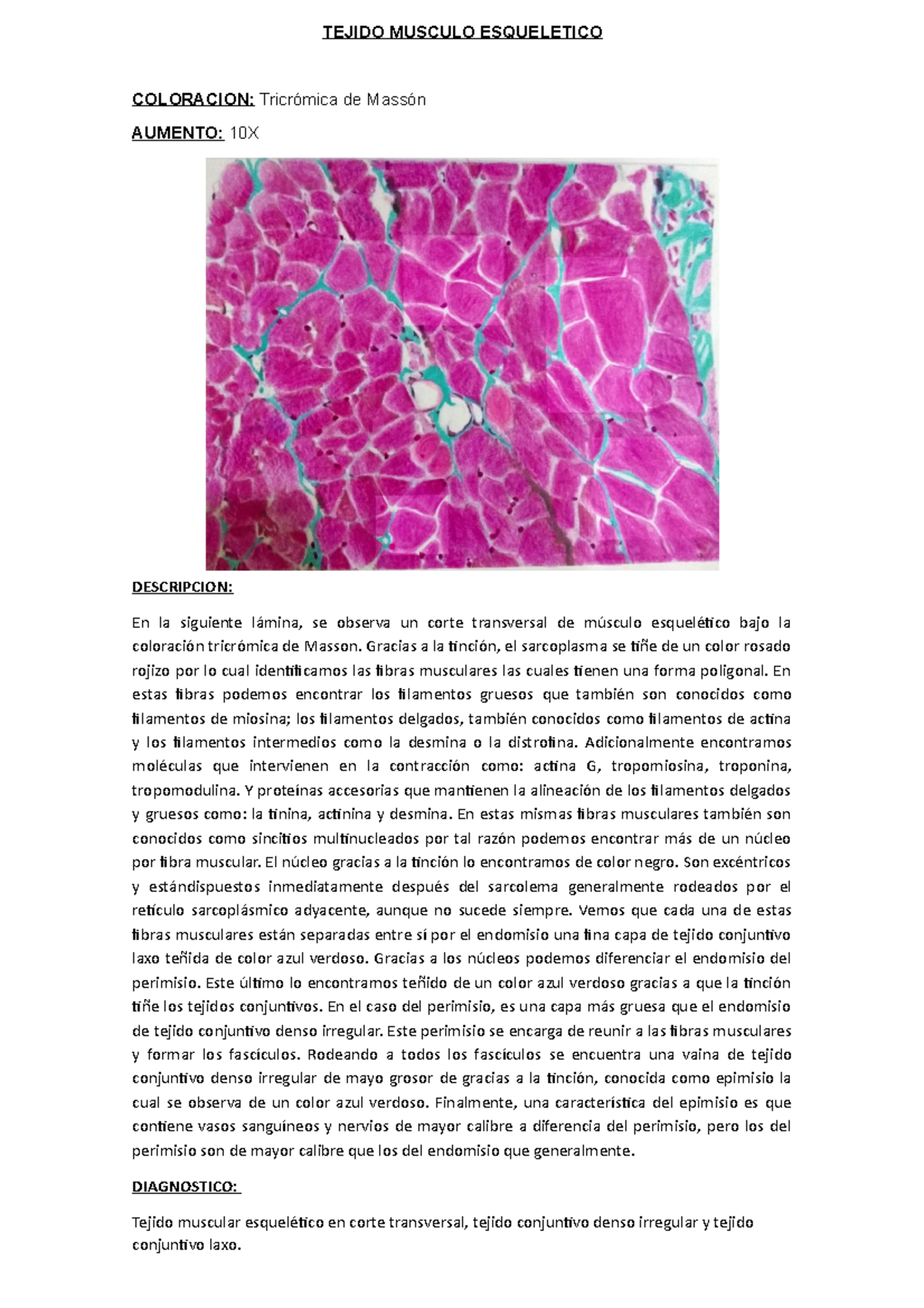 Tejido Musculo Esqueletico - TEJIDO MUSCULO ESQUELETICO COLORACION ...