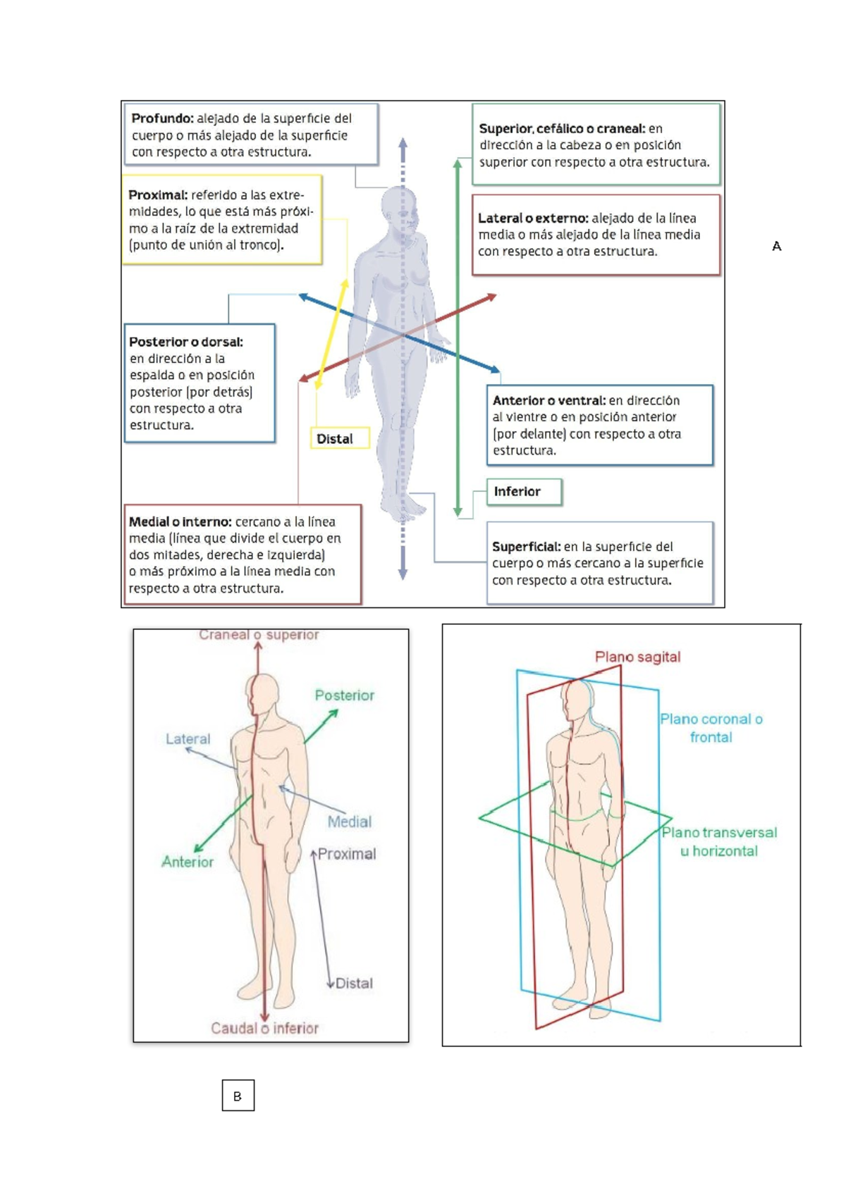 CLASE DE ANATOMIA 1 - A B C Planos Anatómicos y Ejes del Cuerpo Humano ...