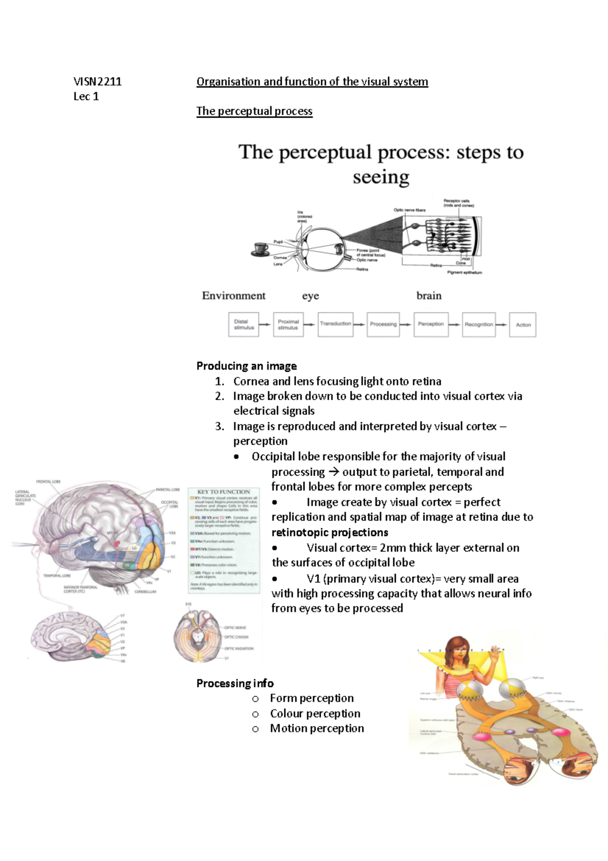 VISN2211 lectures finals - VISN Lec 1 Organisation and function of the ...