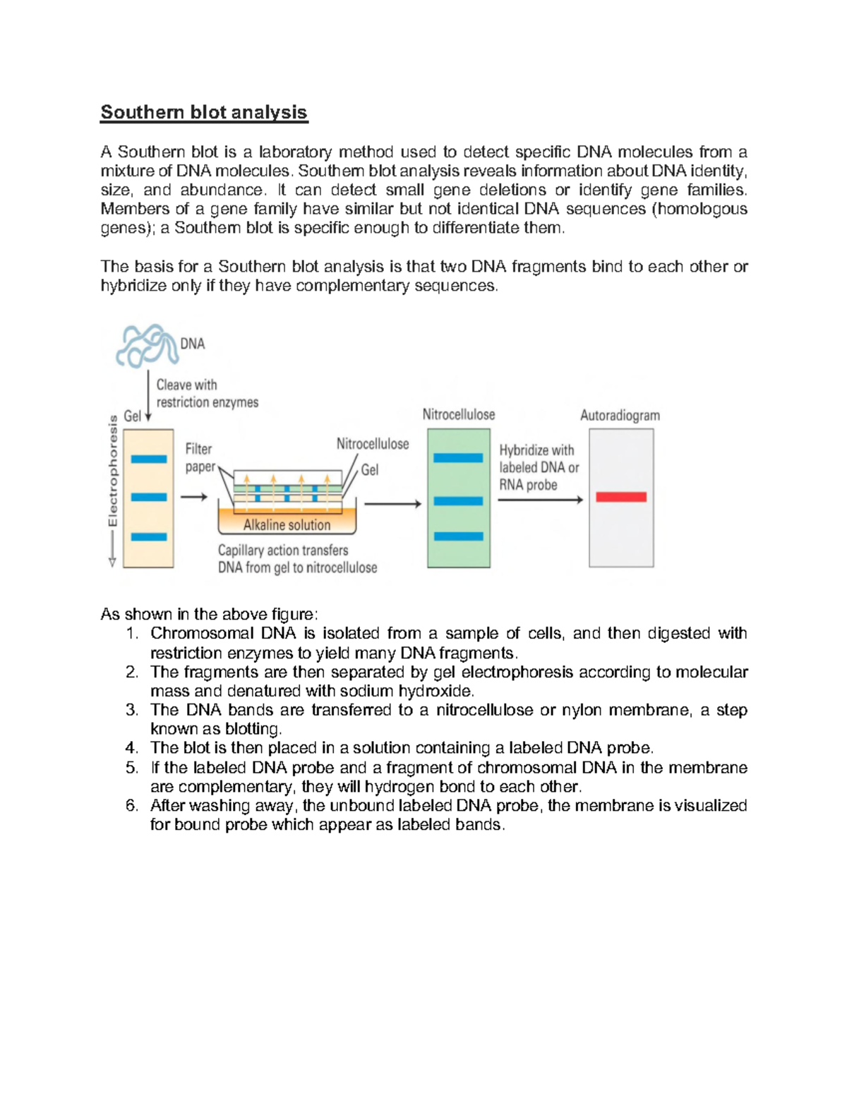 DNA RNA protein detection methods HW - Southern blot analysis A ...