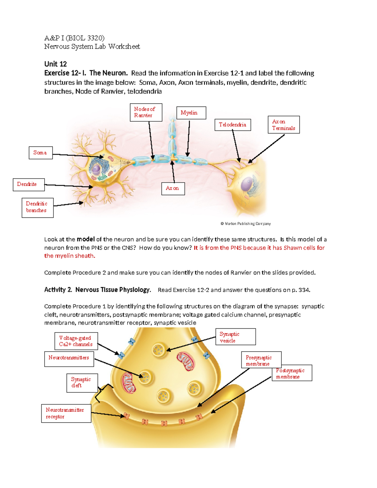 Anatomy Lab 6 activities sheet - A&P I (BIOL 3320) Nervous System Lab ...