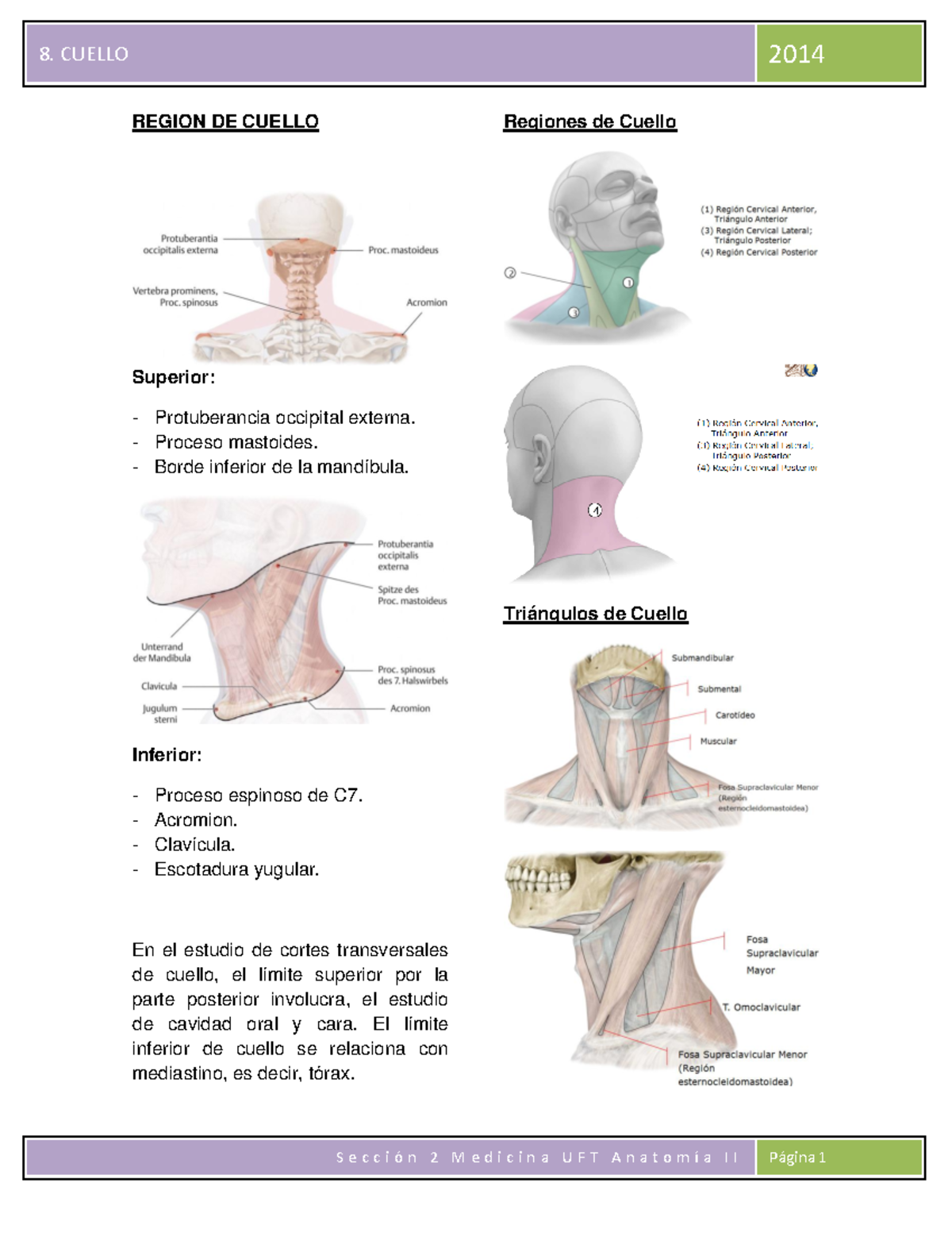 Resúmen Cuello 2014 - REGION DE CUELLO Superior: Protuberancia ...