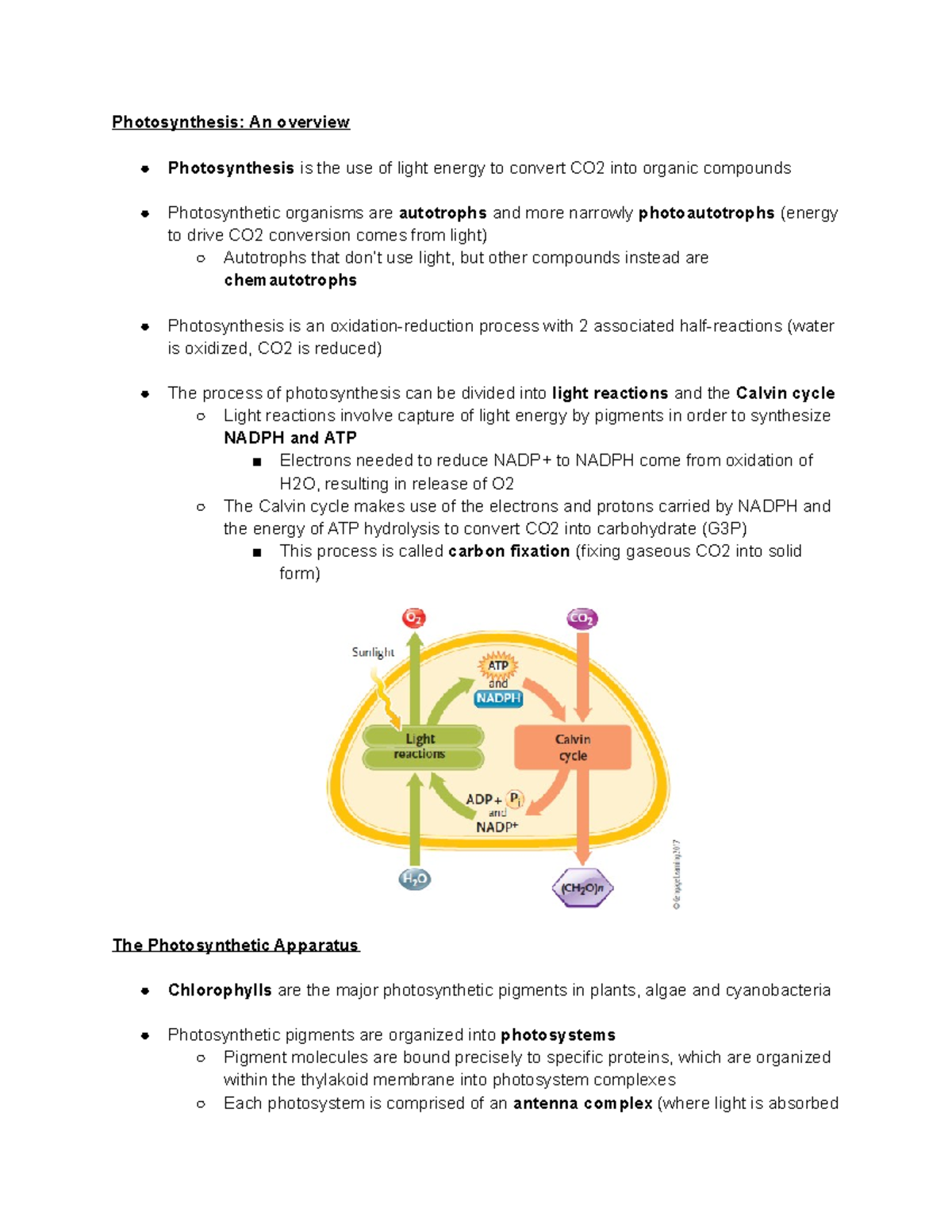 Chapter 6 (Lecture Cycle 4) - Photosynthesis: An overview ...