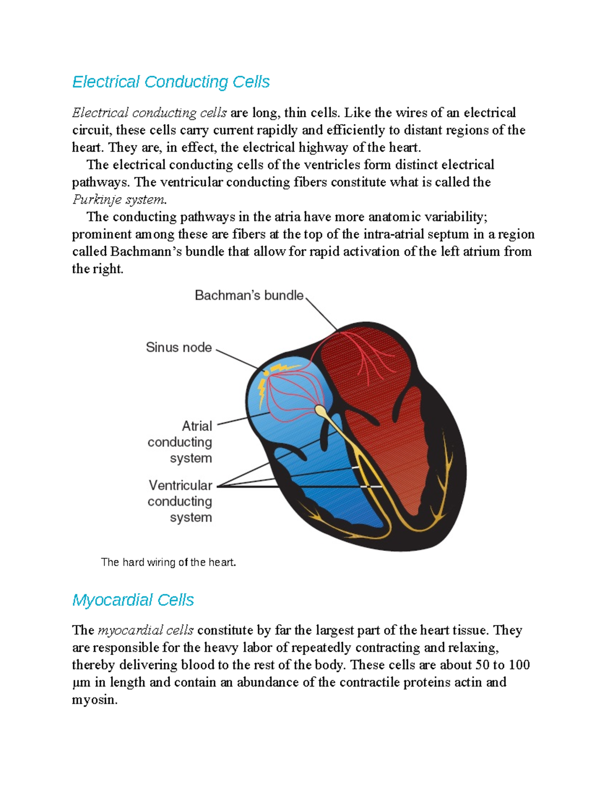 The only EKG-9 - Electrical Conducting Cells Electrical conducting ...