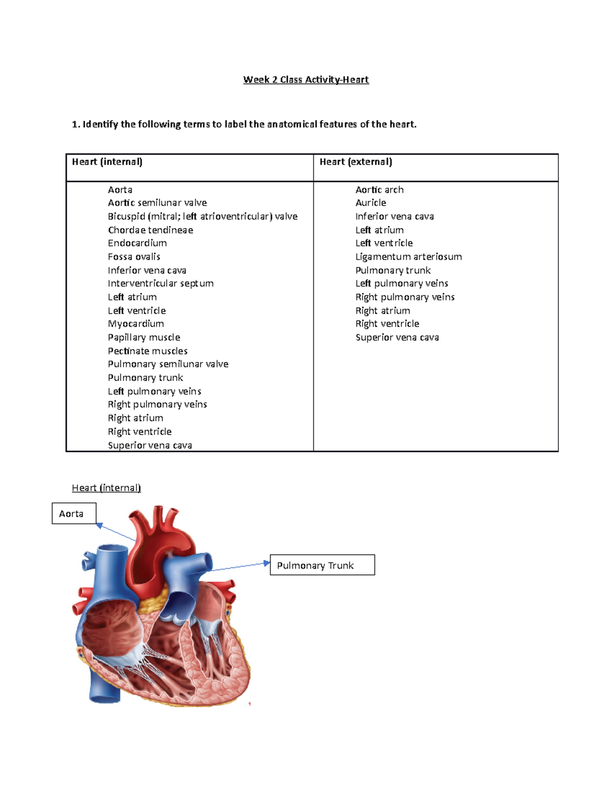 Week 2 Worksheet-Heart - Week 2 Class Activity-Heart Identify the ...