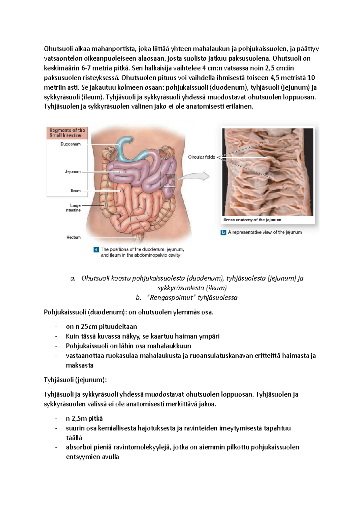 Ohutsuolen hienorakenne - Ohutsuoli alkaa mahanportista, joka liittää ...