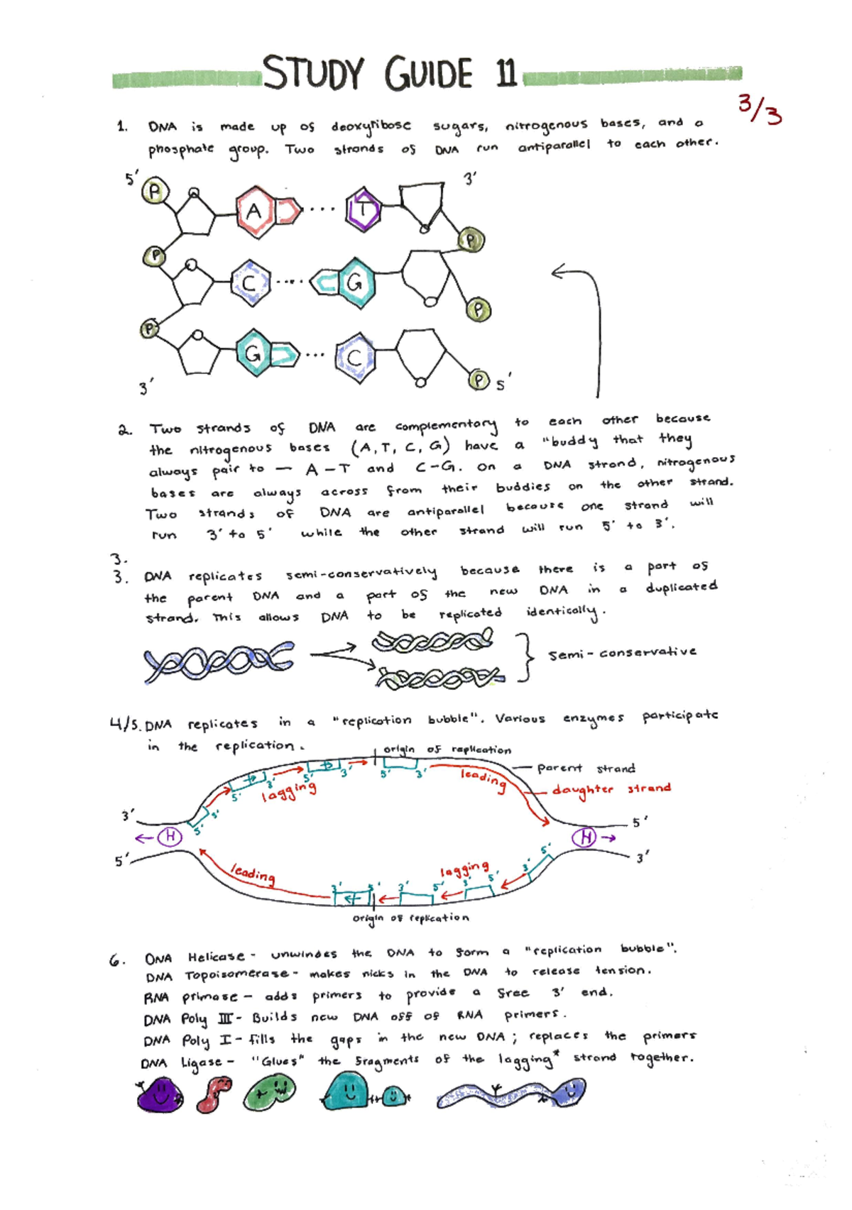 Bio 1111 - Study Guide 11 - suqars, nitrogenous bases, ard o run to ...
