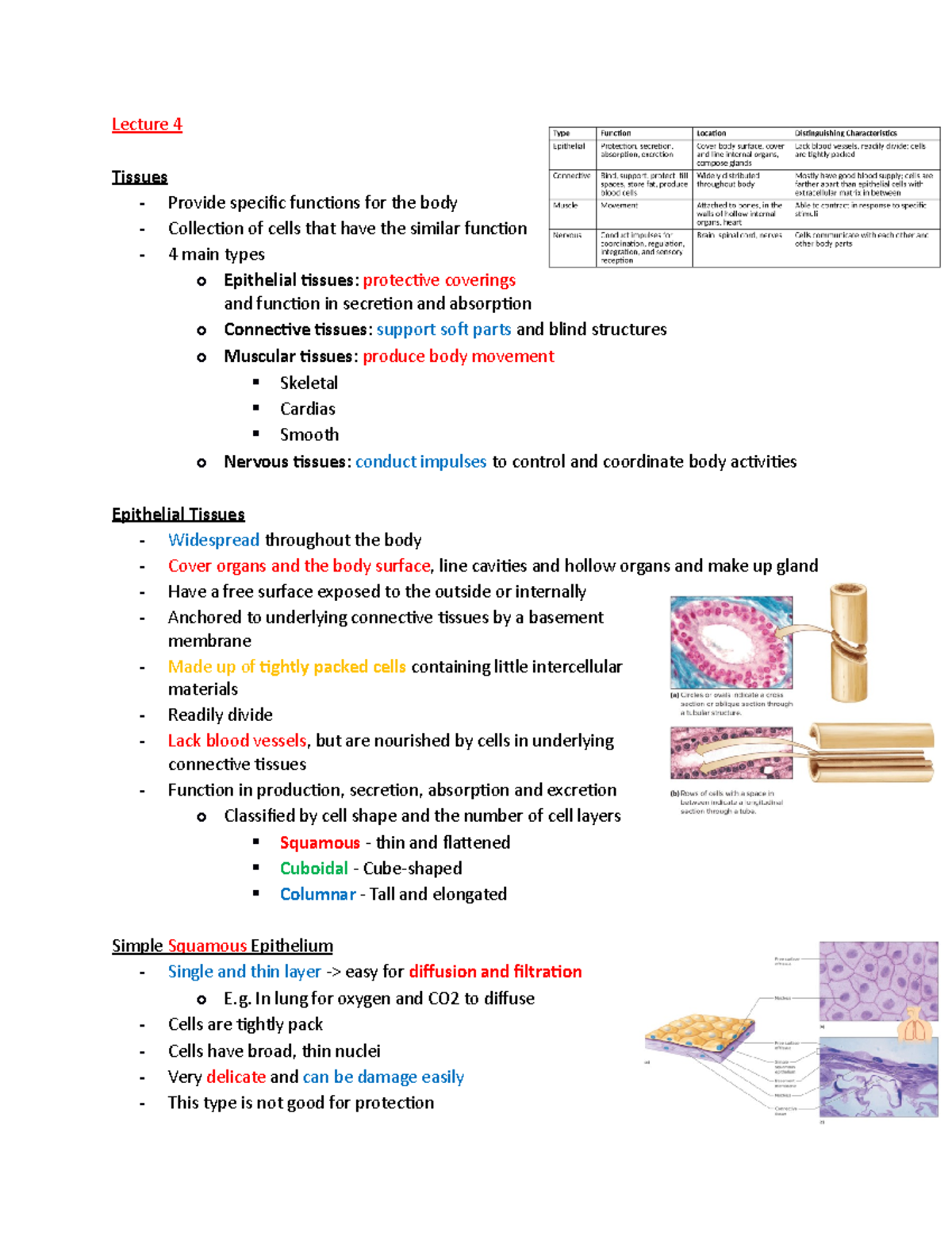 4 - Hoe does tissues work - Lecture 4 Tissues - Provide specific ...