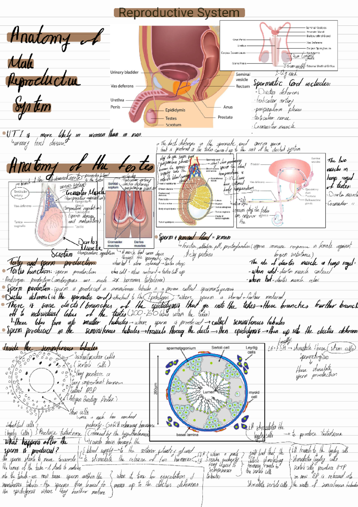 Reproductive System 240512 231413 - Reproductive System Seminal ...