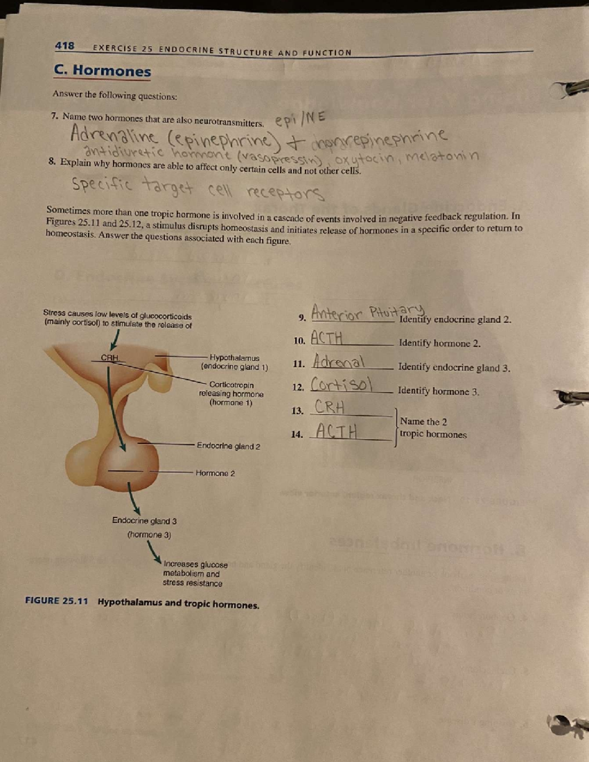 AP2 Exercise 25 Page 2 - BIO 173 - Studocu