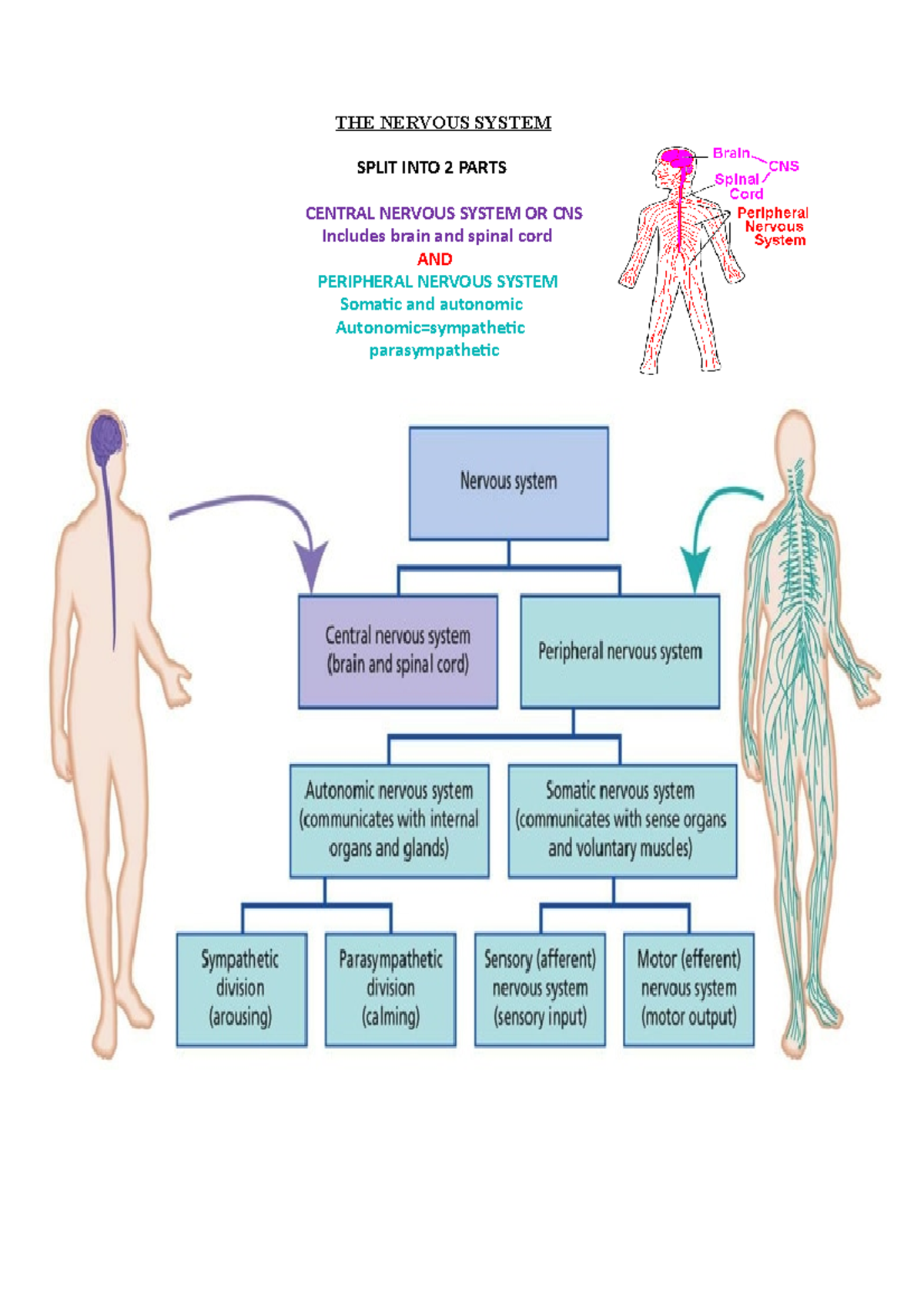 THE Nervous System HUBS - THE NERVOUS SYSTEM SPLIT INTO 2 PARTS CENTRAL ...