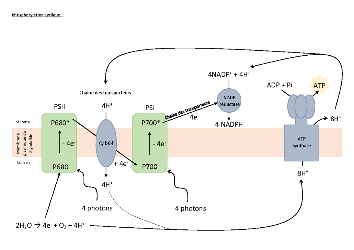 Les différentes photosynthèses - Phosphorylation cyclique ...