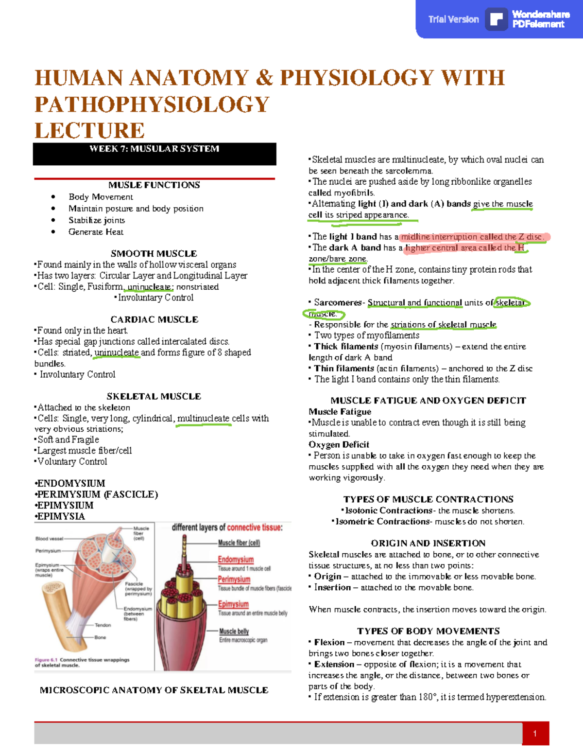 HAPP Lecture Transes WEEK7 11 - HUMAN ANATOMY & PHYSIOLOGY WITH ...