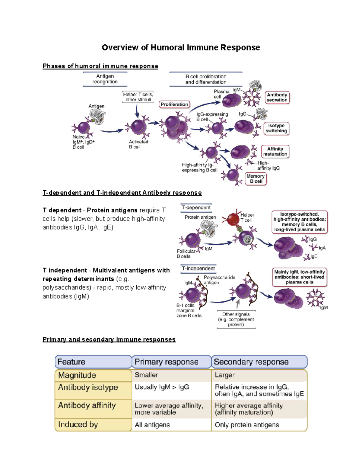 L12 Humoral Immune Response - Introduction to Immunology - Studocu