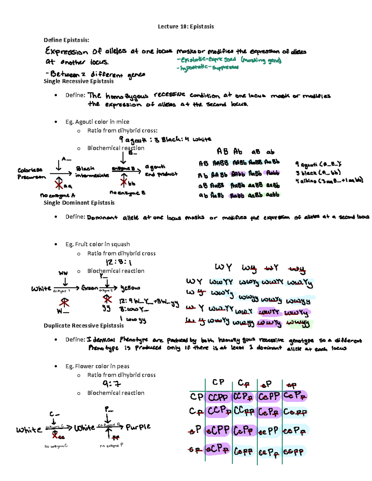 Lecture 10 - Lecture 10: Epistasis Define Epistasis: Single Recessive ...