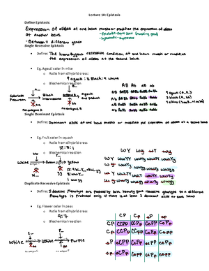 Epistasis Worksheet - Problem Session Participation Name: Problem ...