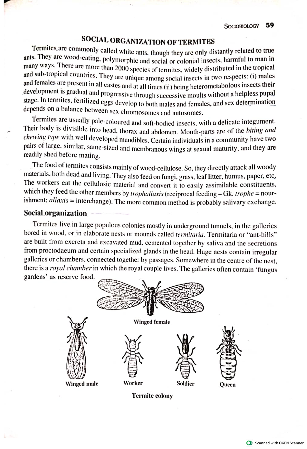 Social organization of termites - Bsc zoology - Studocu