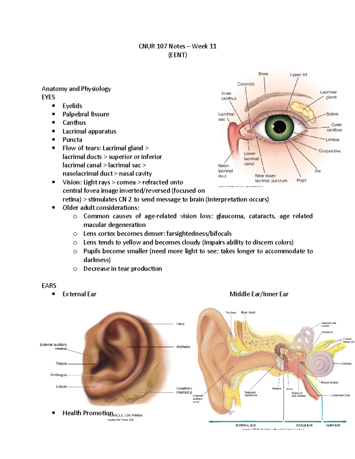 CNUR 107 Notes week 11 - CNUR 107 Notes – Week 11 (EENT) Anatomy and ...