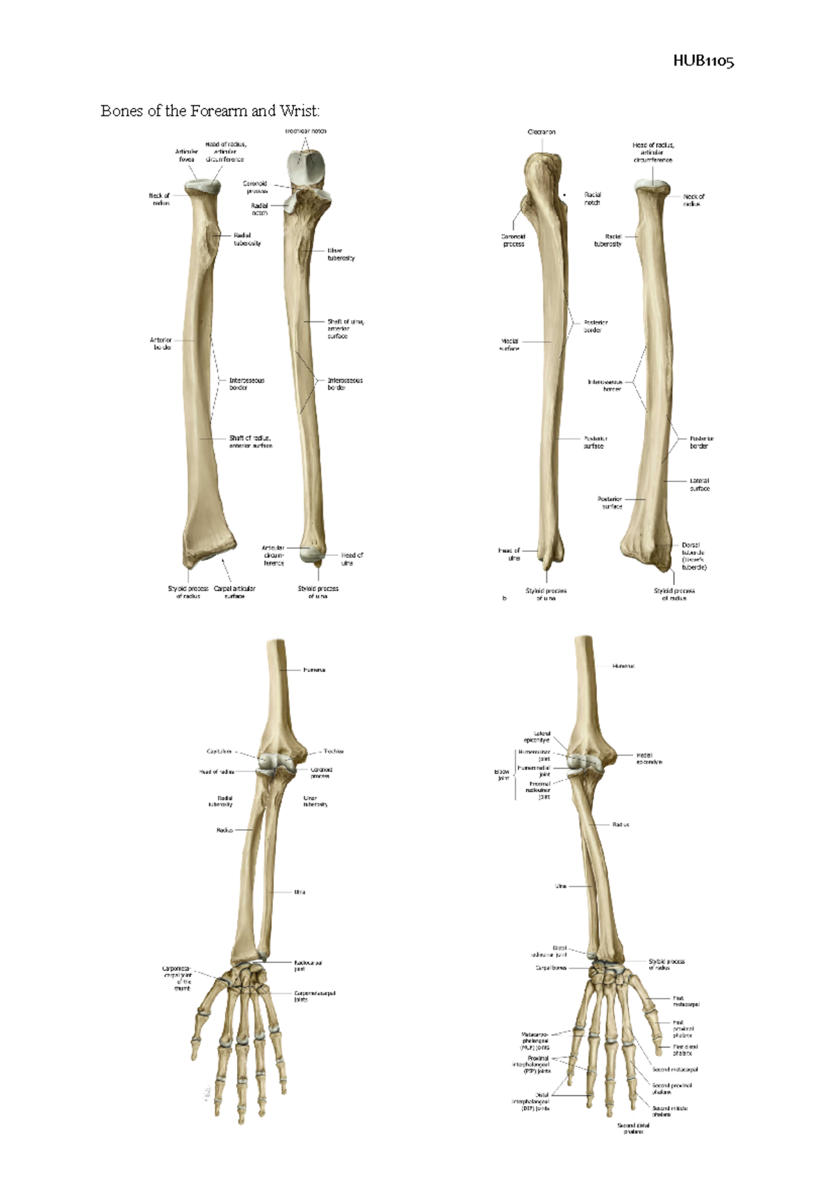 Week 4 - notes - Bones of the Forearm and Wrist: Identify and describe ...