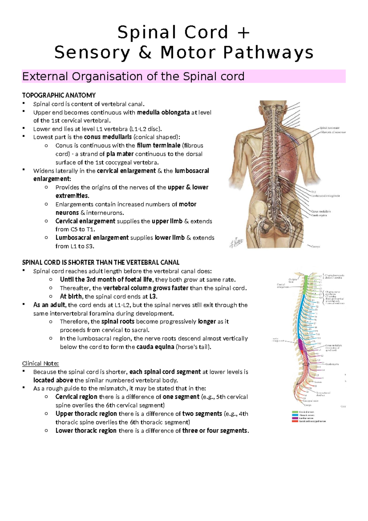 Sensory & Motor Pathways - Spinal Cord + Sensory & Motor Pathways ...