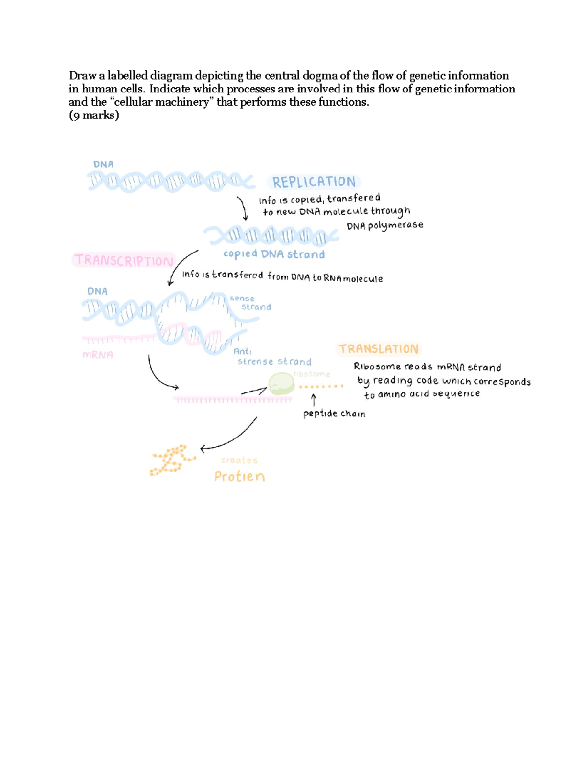 Assignment PART B - Mbg1000 - Draw a labelled diagram depicting the ...